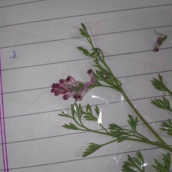 Indian Fumitory (Fumaria Indica) Plant Care & How to Grow, Water