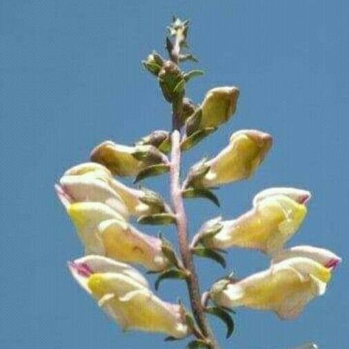 Fumaria Kralikii Plant Care & How to Grow, Water