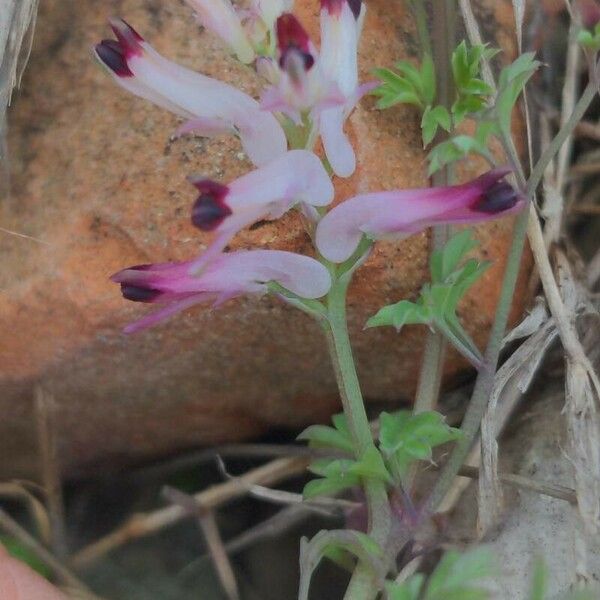 Fumaria Munbyi Plant Care & How to Grow, Water