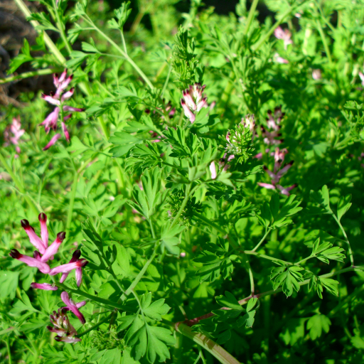 Common Moonseed (Menispermum Canadense) Plant Care & How to Grow, Water