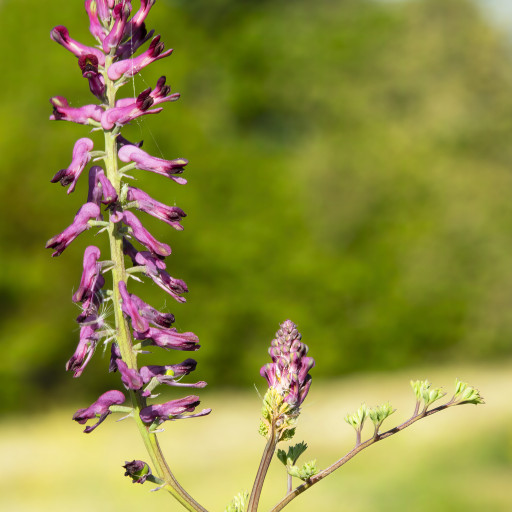 Fumitory (Fumaria Officinalis) Plant Care & How to Grow, Water