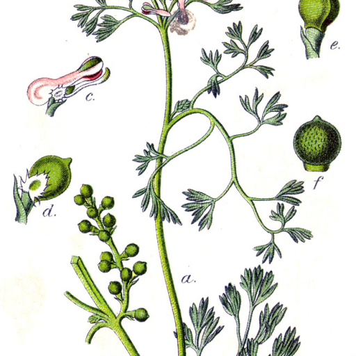 Fine-Leaved Fumitory (Fumaria Parviflora) Plant Care & How to Grow, Water