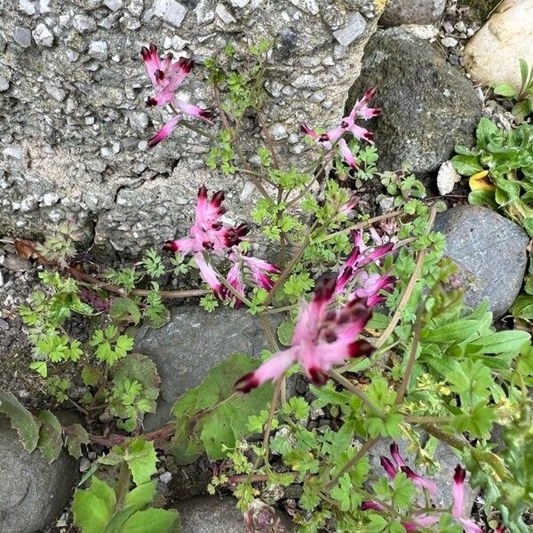 Purple Ramping-Fumitory (Fumaria Purpurea) Plant Care & How to Grow, Water