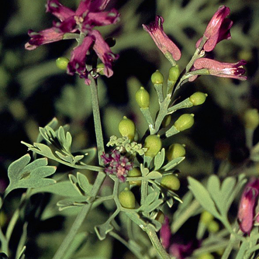 Schleicher's Fumitory (Fumaria Schleicheri) Plant Care & How to Grow, Water
