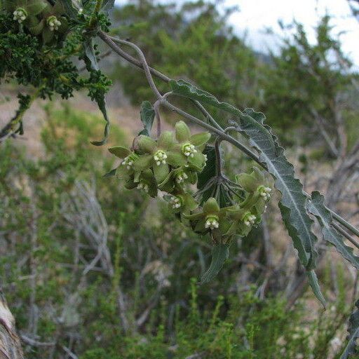Wavy-Leaf Twinevine (Funastrum Crispum) Care Guide: Water, Soil ...