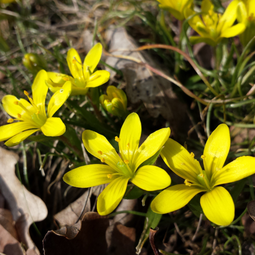 Early Star-of-Bethlehem (Gagea Bohemica) Plant Care & How to Grow, Water