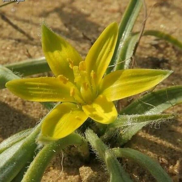 Gagea Circumplexa Care Guide: Water, Soil & Propagation - Plantiary