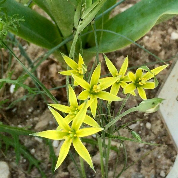 Gagea Fibrosa Plant Care & How to Grow, Water