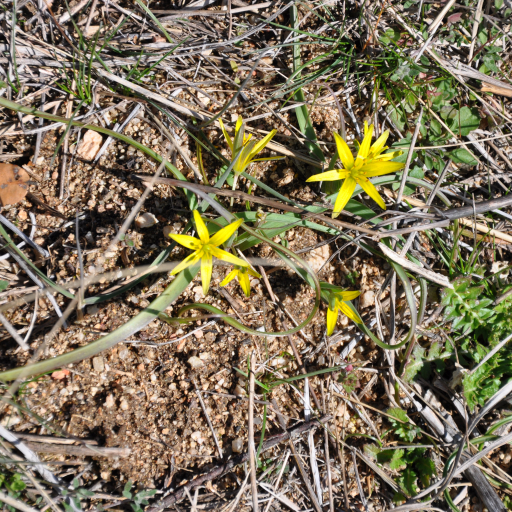 Leafy Gagea (Gagea Foliosa) Plant Care & How to Grow, Water