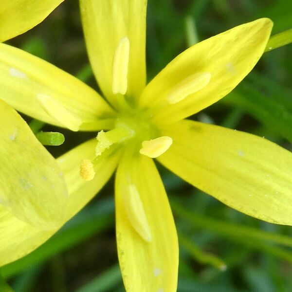Lily (Gagea Fragifera) Plant Care & How to Grow, Water