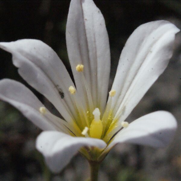 Greek Star-Of-Bethlehem (Gagea Graeca) Plant Care & How to Grow, Water