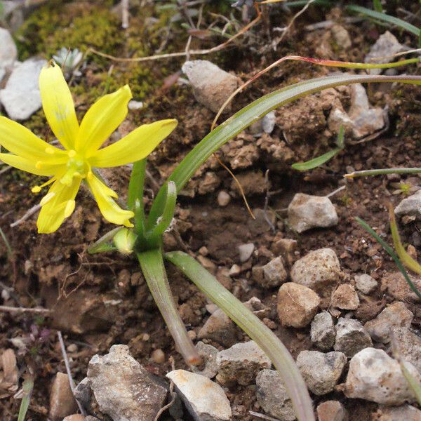 Gagea Granatelli Plant Care & How to Grow, Water