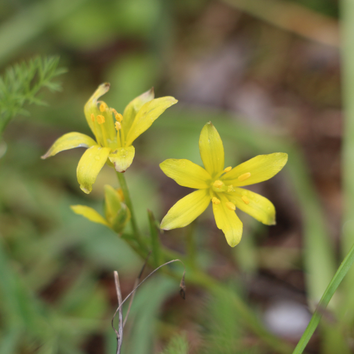 Lacaita's Gagea (Gagea Lacaitae) Plant Care & How to Grow, Water