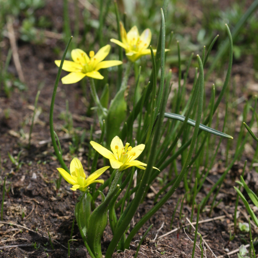 Gagea Liotardii Plant Care & How to Grow, Water