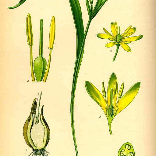 Yellow Star-of-Bethlehem (Gagea Lutea) Plant Care & How to Grow, Water