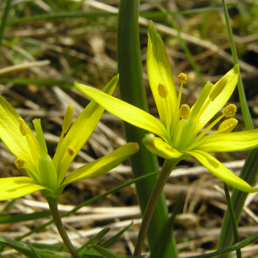 Meadow Gagea (Gagea Pratensis) Plant Care & How to Grow, Water