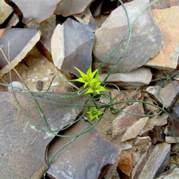 Gagea Reticulata Plant Care & How to Grow, Water