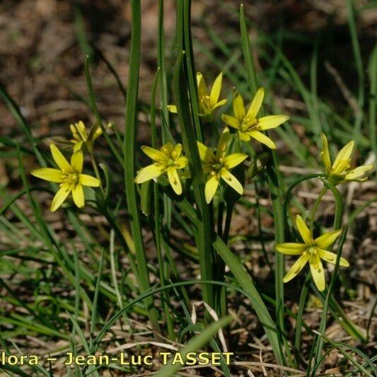 Reverchon's Gagea (Gagea Reverchonii) Plant Care & How to Grow, Water