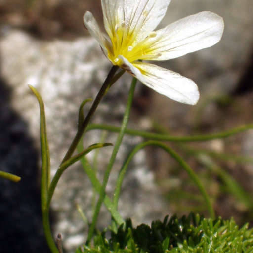 Common Alp-Lily (Gagea Serotina) Plant Care & How to Grow, Water