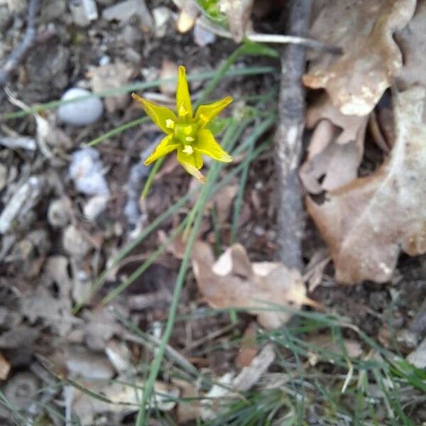 Gagea Soleirolii Plant Care & How to Grow, Water