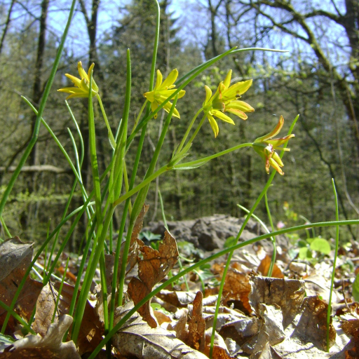 Belgian Gagea (Gagea Spathacea) Plant Care & How to Grow, Water