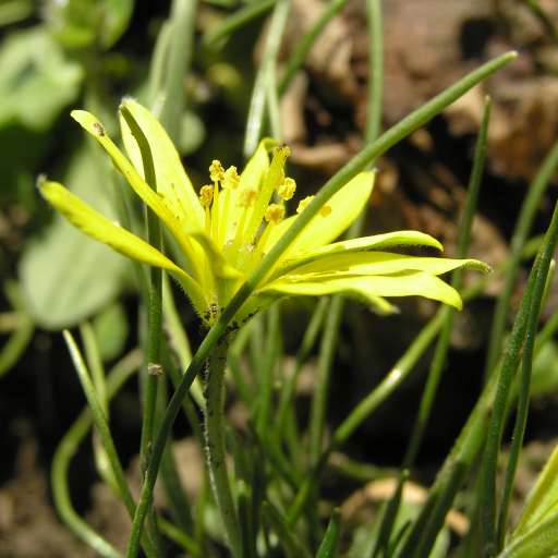 Field Star Of Bethlehem (Gagea Villosa) Plant Care & How to Grow, Water