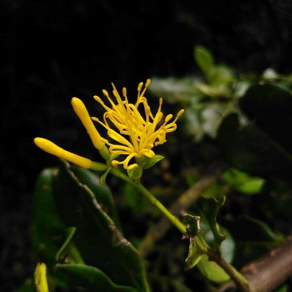 Gaiadendron Punctatum Plant Care & How to Grow, Water