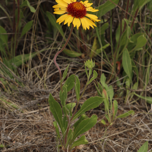 Common Blanketflower (Gaillardia Aristata) Plant Care & How to Grow, Water