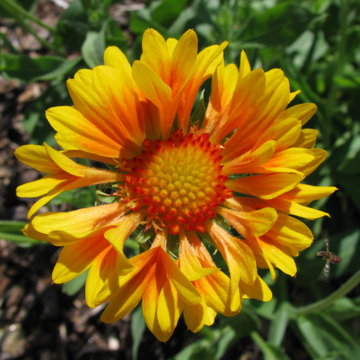 Blanket Flower (Gaillardia X Grandiflora) Plant Care & How to Grow, Water