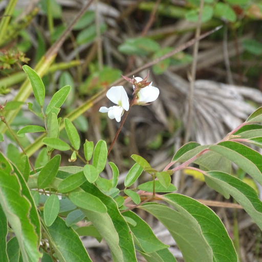 Elliott's Milk-Pea (Galactia Elliottii) Plant Care & How to Grow, Water
