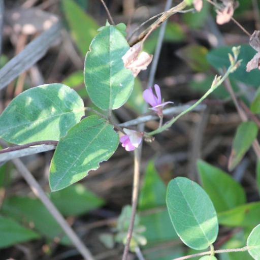 Eastern Milk-Pea (Galactia Regularis) Plant Care & How to Grow, Water