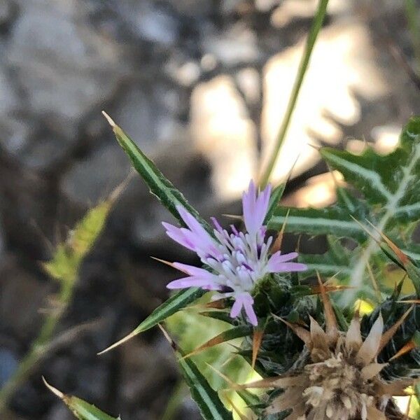 Galactites Duriaei Care Guide: Water, Soil & Propagation - Plantiary