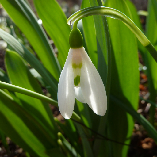 Giant Snowdrop (Galanthus Elwesii) Plant Care & How to Grow, Water