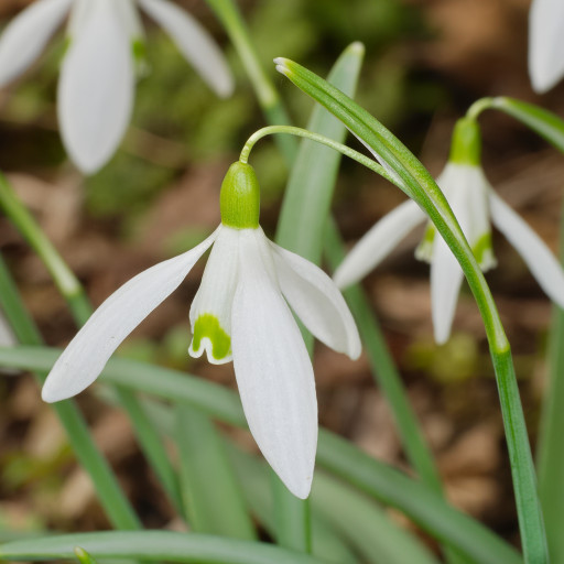 Snowdrop (Galanthus Nivalis) Plant Care & How to Grow, Water