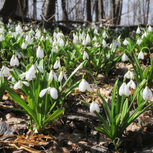 Pleated Snowdrop (Galanthus Plicatus) Plant Care & How to Grow, Water