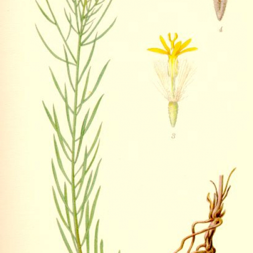 Goldilocks (Galatella Linosyris) Care Guide: Water, Soil & Propagation ...