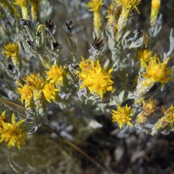 Galatella Villosa Plant Care & How to Grow, Water