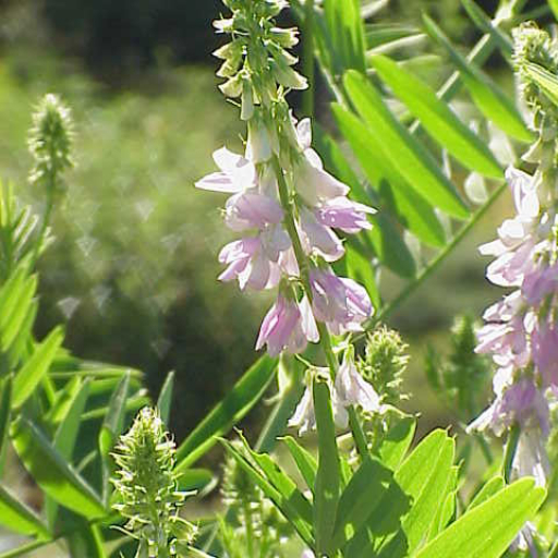 Goat's Rue (Galega Officinalis) Plant Care & How to Grow, Water
