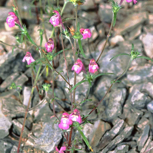 Hemp-Nettle (Galeopsis Ladanum) Plant Care & How to Grow, Water