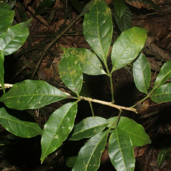 Galipea Dasysperma Plant Care & How to Grow, Water