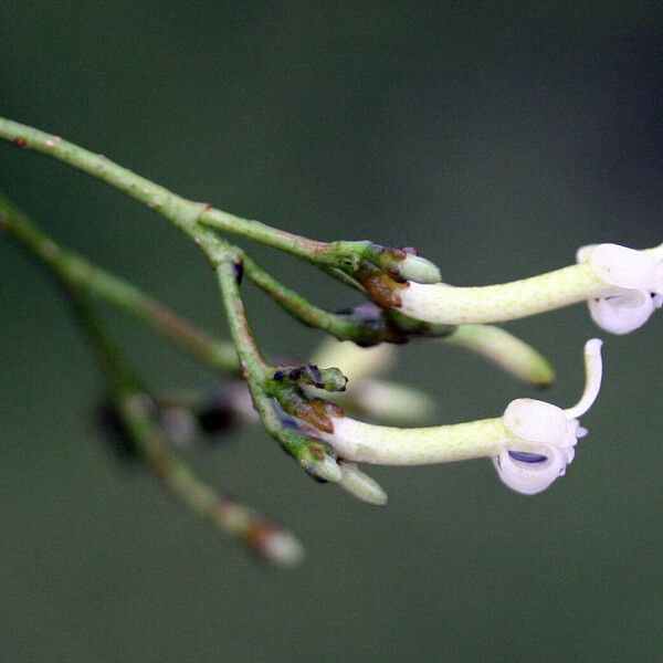 Galipea Trifoliata Care Guide: Water, Soil & Propagation - Plantiary