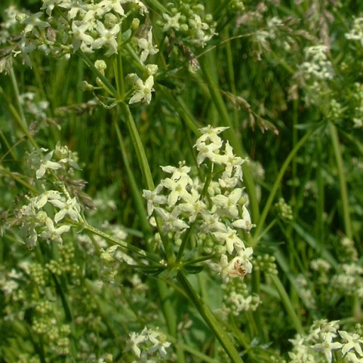 Hedge Bedstraw (Galium Album) Plant Care & How to Grow, Water
