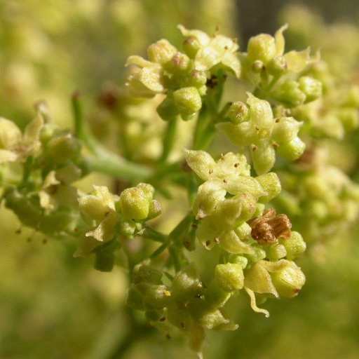 Narrowleaf Bedstraw (Galium Angustifolium) Plant Care & How to Grow, Water