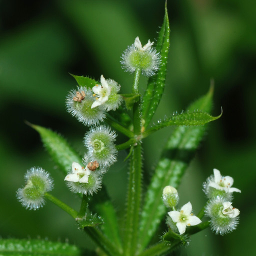 Cleavers (Galium Aparine) Plant Care & How to Grow, Water