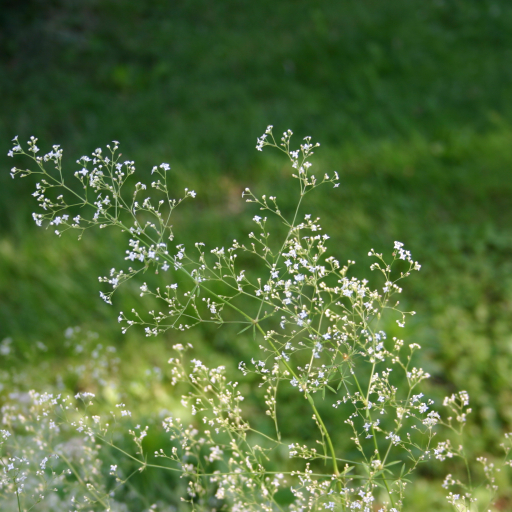 Awned Bedstraw (Galium Aristatum) Care Guide: Water, Soil & Propagation ...
