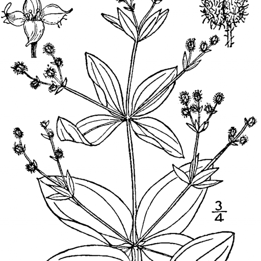 Forest Bedstraw (Galium Circaezans) Care Guide: Water, Soil ...