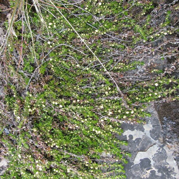 Galium Corymbosum Plant Care & How to Grow, Water