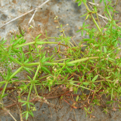 Lamarck's Bedstraw (Galium Divaricatum) Plant Care & How to Grow, Water