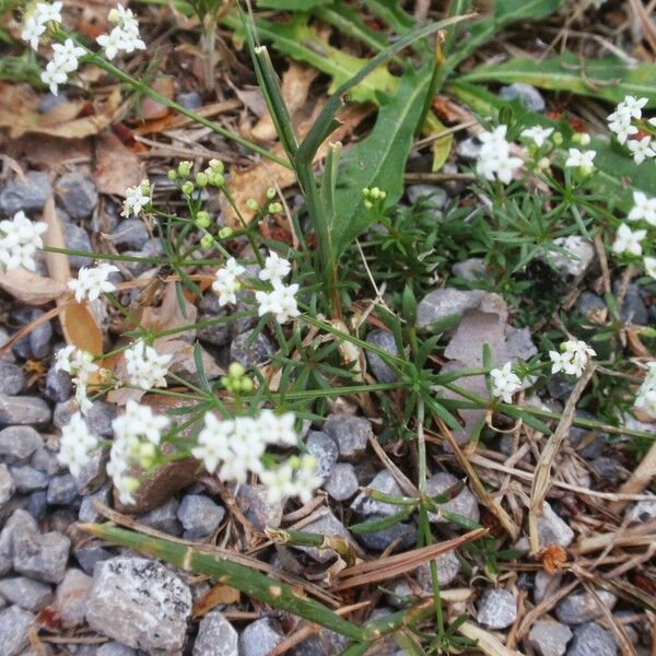 Galium Estebanii Plant Care & How to Grow, Water