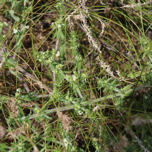 Spreading Bedstraw (Galium Humifusum) Plant Care & How to Grow, Water